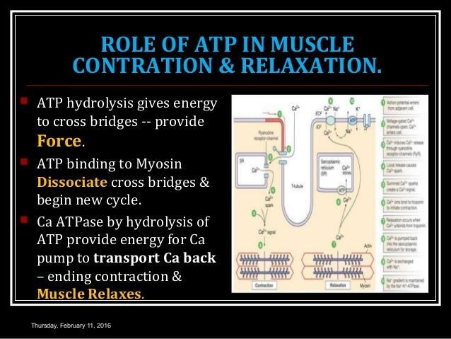 Skeletal muscle contraction