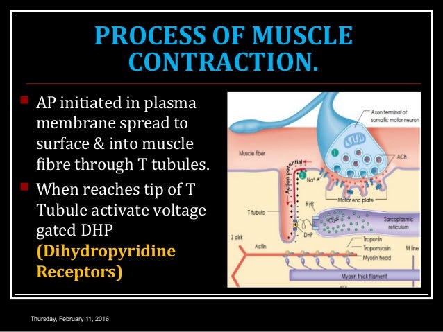 Skeletal muscle contraction