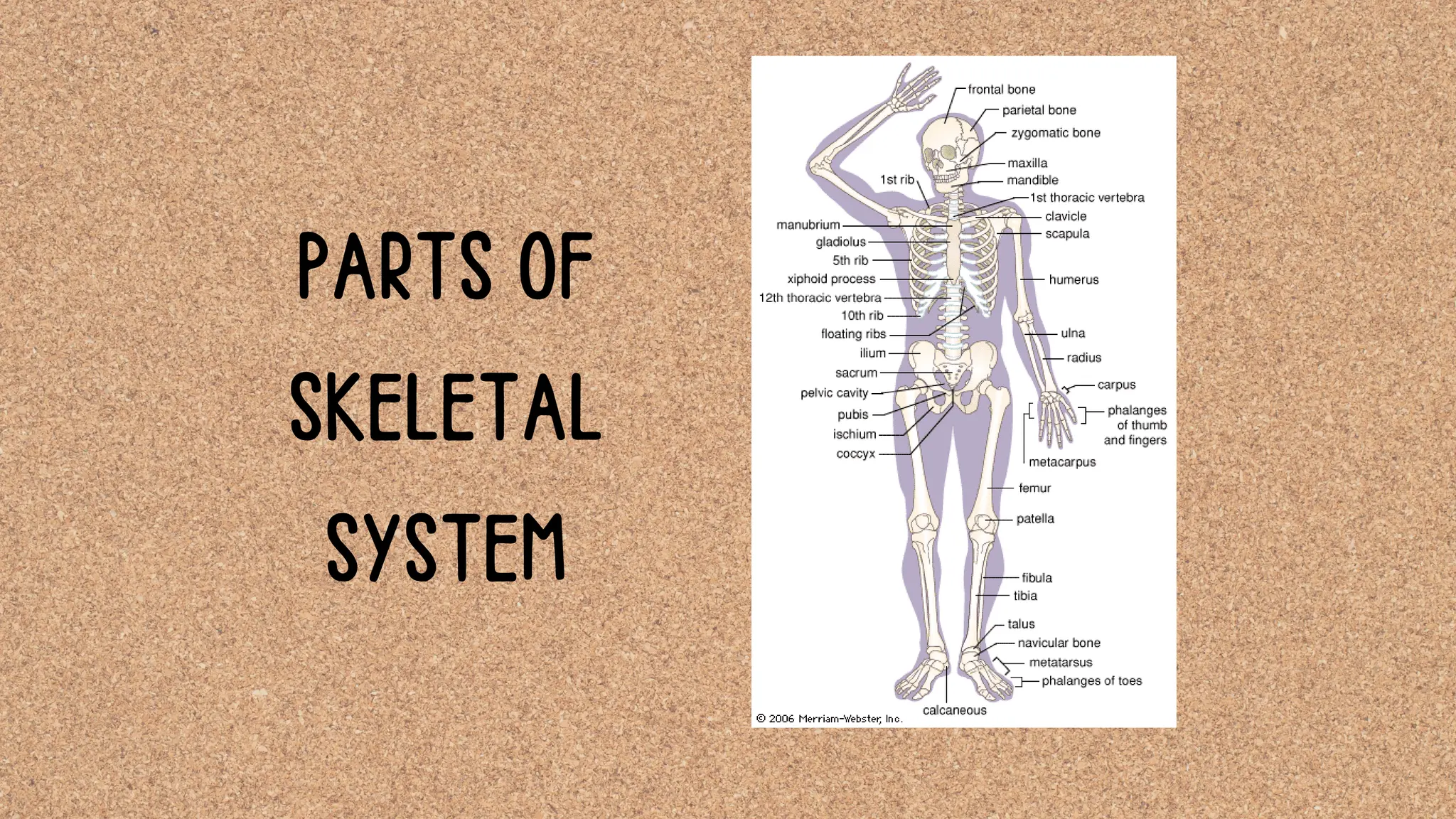 skeletal-muscular-system.pdf a presentation | PDF
