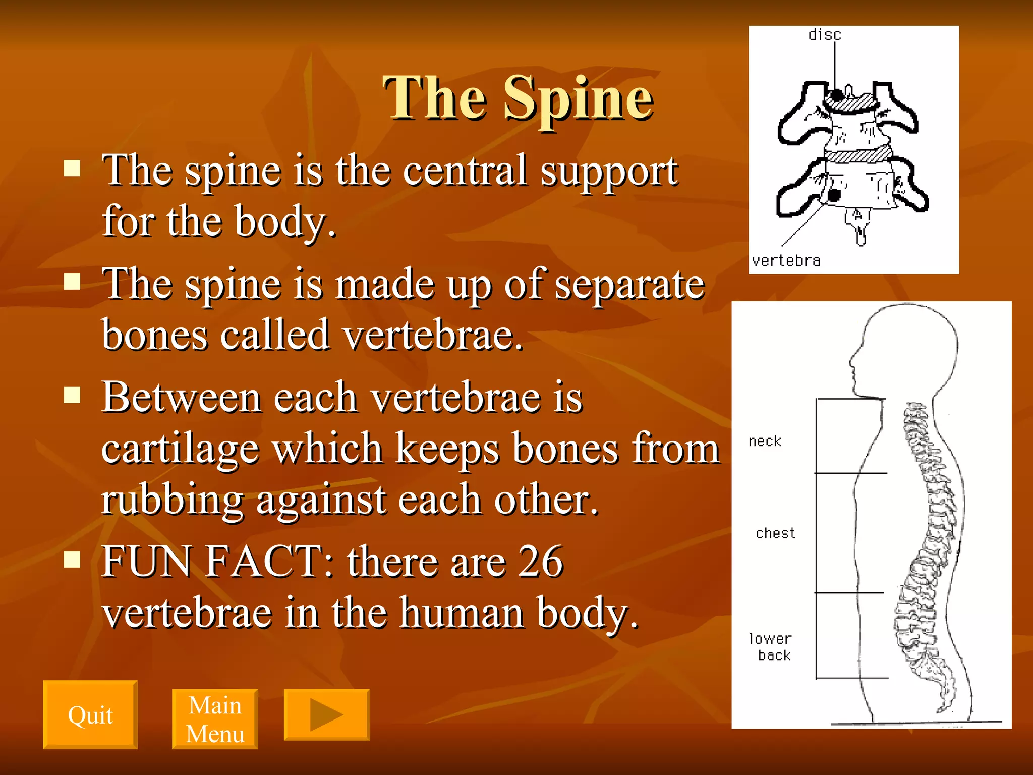 Interactive Powerpoint: Skeletal System | PPT