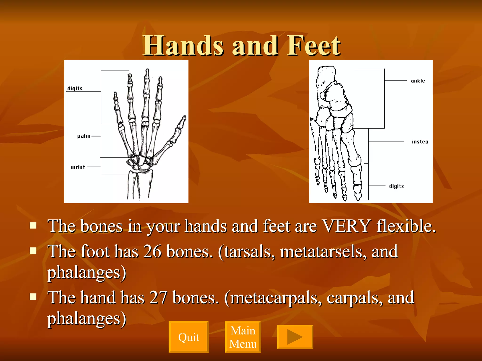Interactive Powerpoint: Skeletal System | PPT