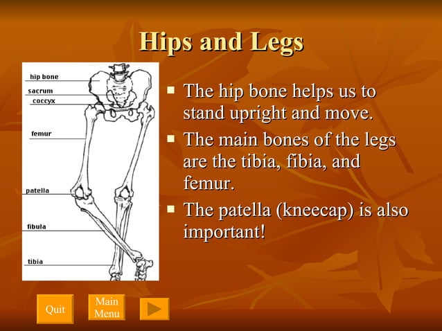 Interactive Powerpoint: Skeletal System | PPT