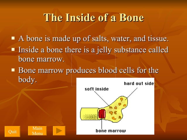 Interactive Powerpoint: Skeletal System | PPT
