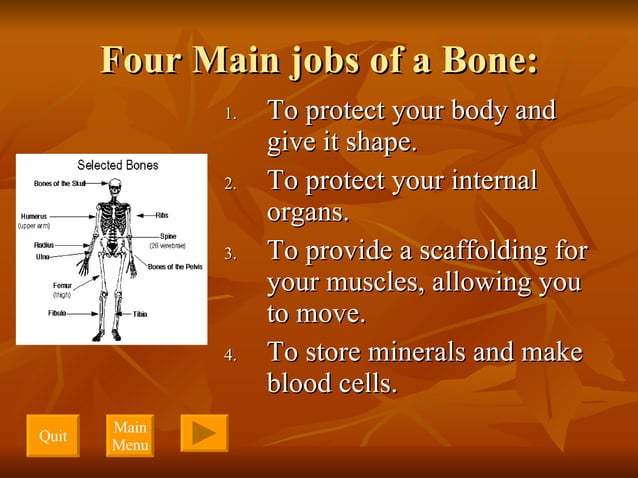 Interactive Powerpoint: Skeletal System | PPT