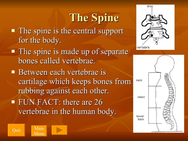 Interactive Powerpoint: Skeletal System | PPT