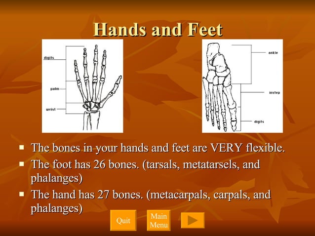 Interactive Powerpoint: Skeletal System | PPT