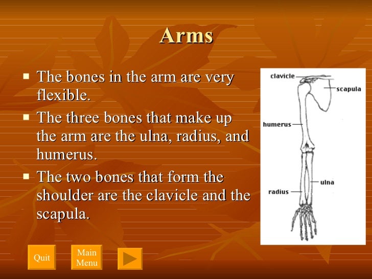 Skeletal System Ppt