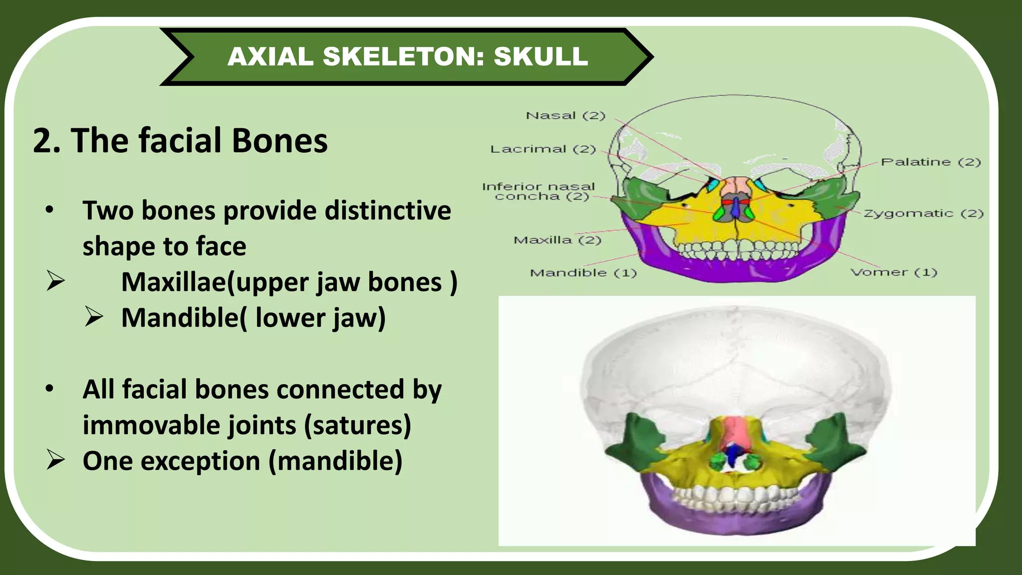 SKELETAL-SYSTEM-1.pptx