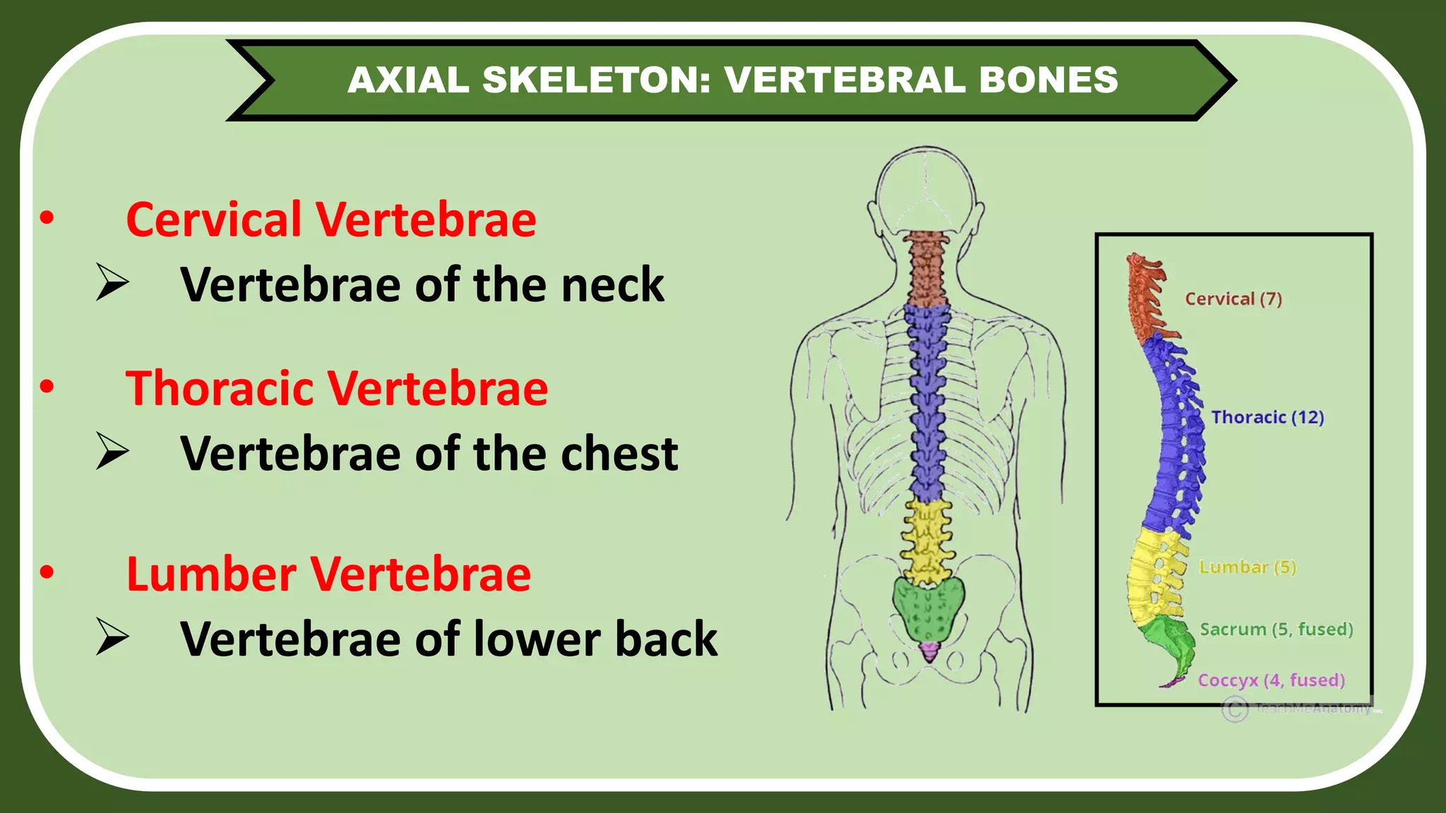 SKELETAL-SYSTEM-1.pptx