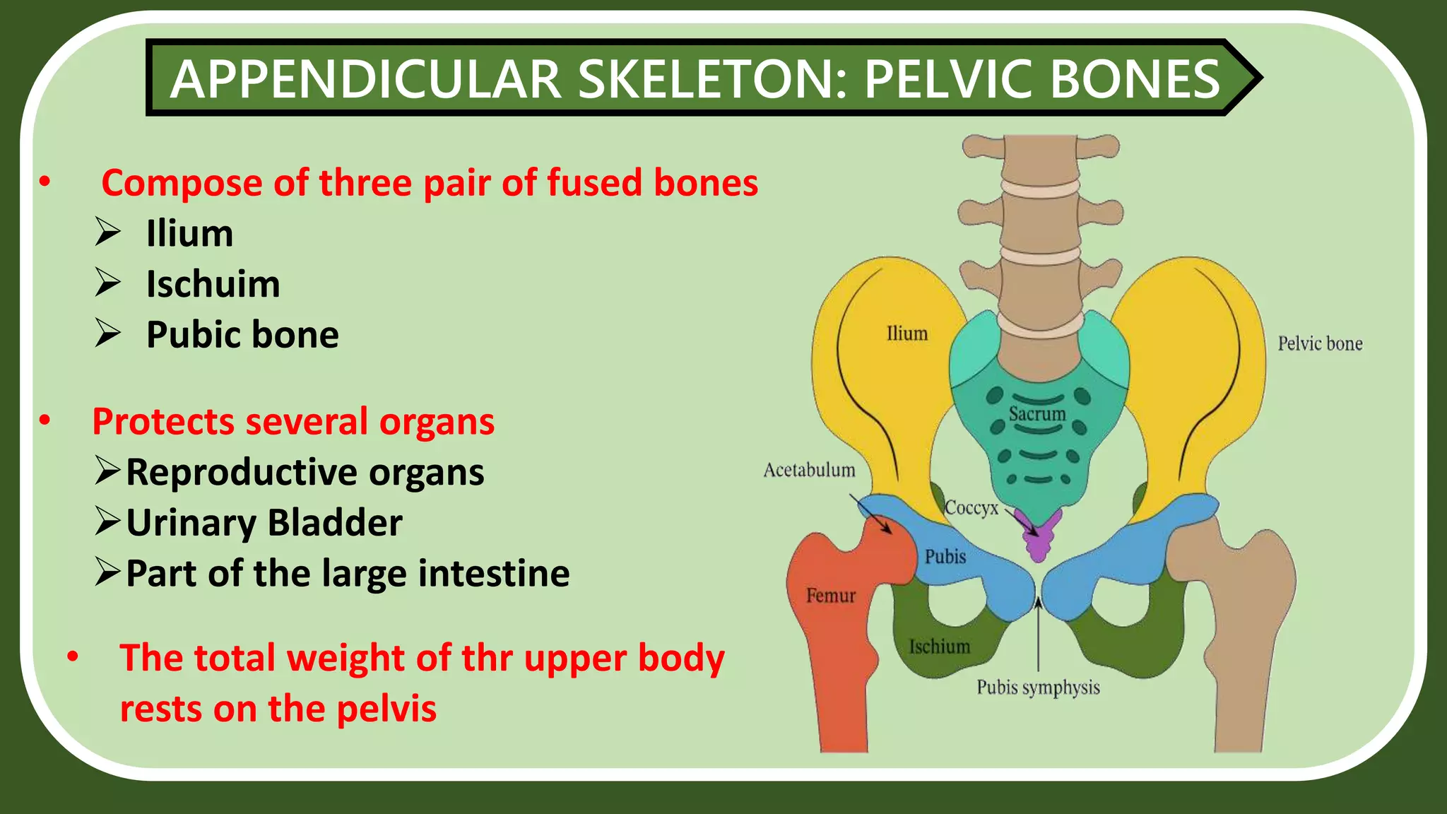SKELETAL-SYSTEM-1.pptx