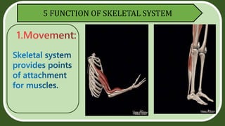SKELETAL-SYSTEM-1.pptx