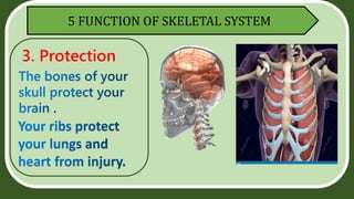 SKELETAL-SYSTEM-1.pptx