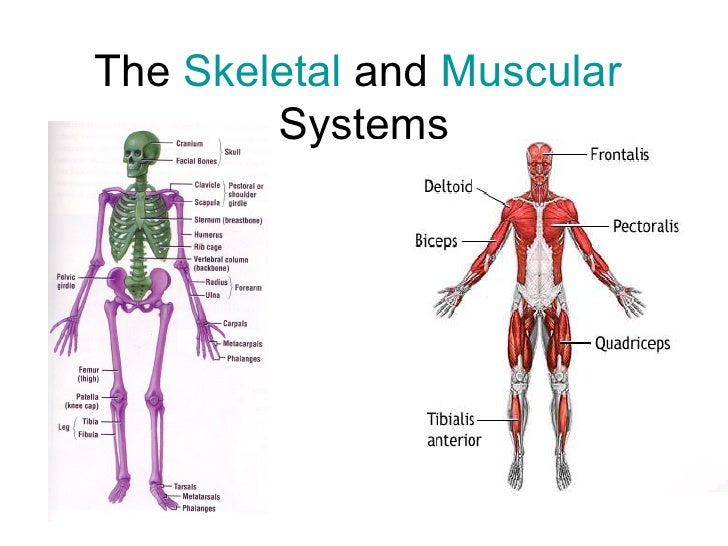 Musculo skeletal System Pictures Musculo skeletal System Pictures