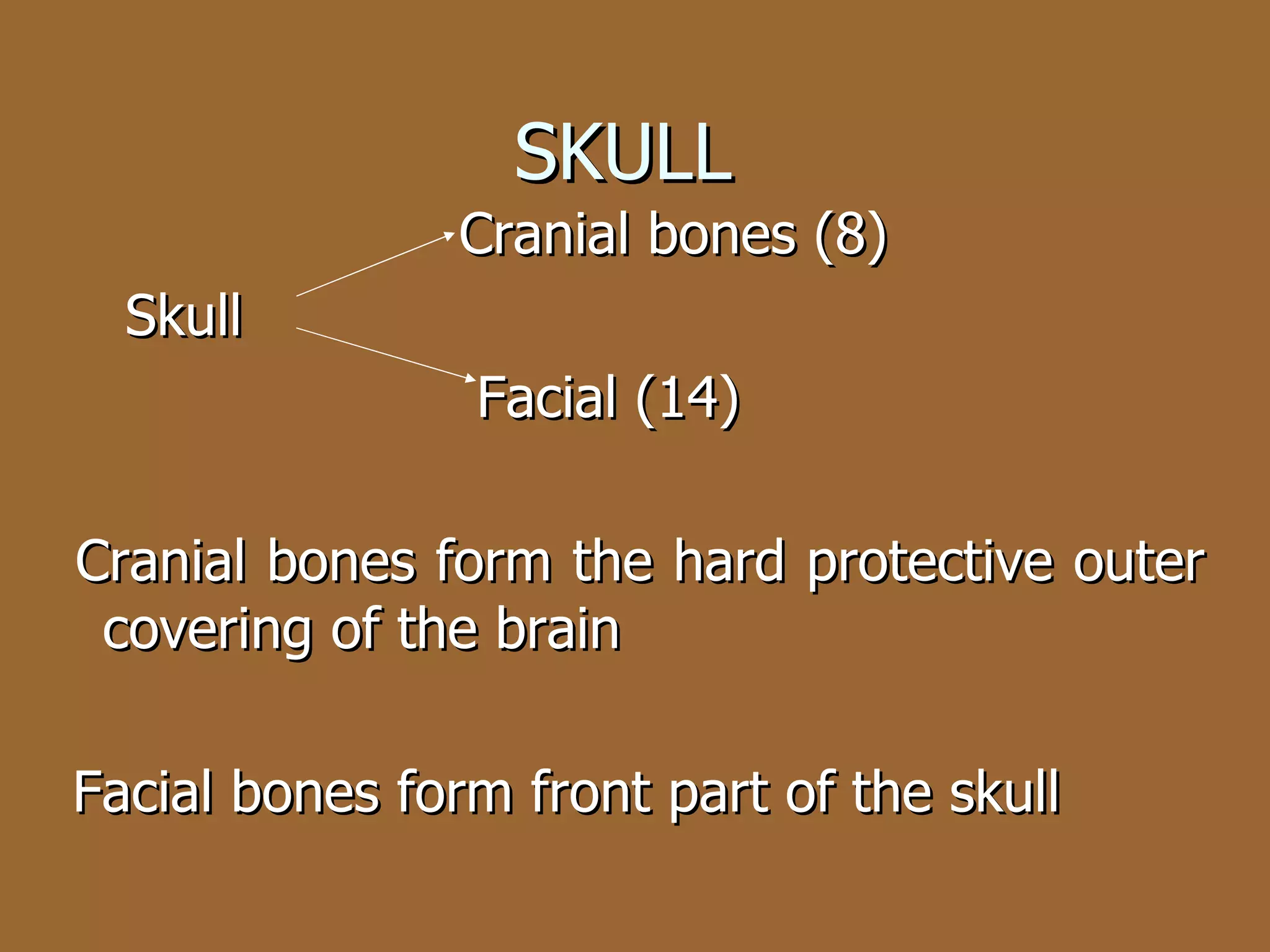 Skeletal System | PPT