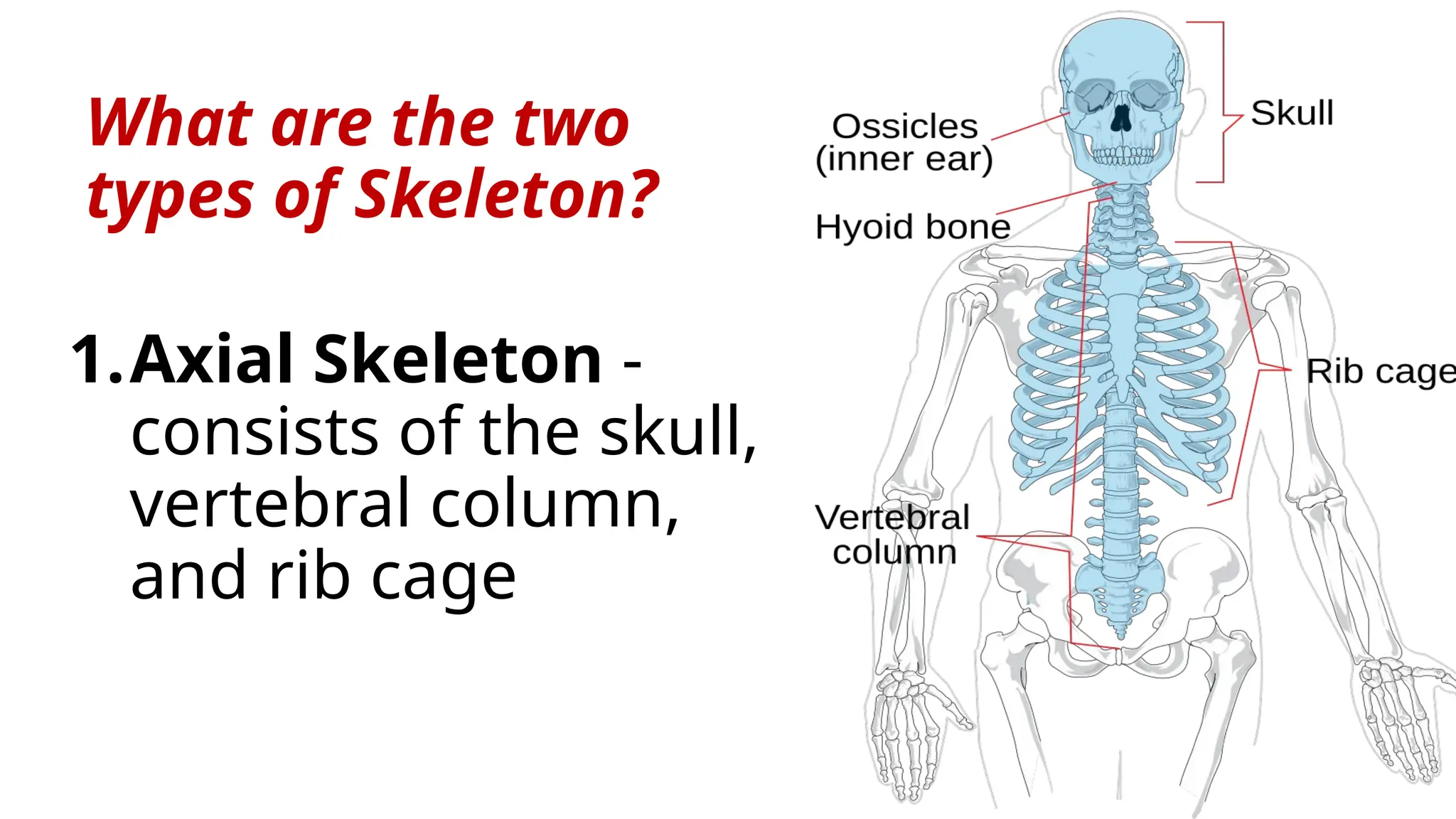 Anatomy and physiology of Skeletal-System-2-2.pptx