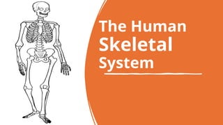 Anatomy and physiology of Skeletal-System-2-2.pptx