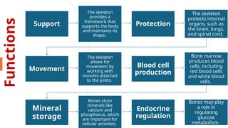Anatomy and physiology of Skeletal-System-2-2.pptx