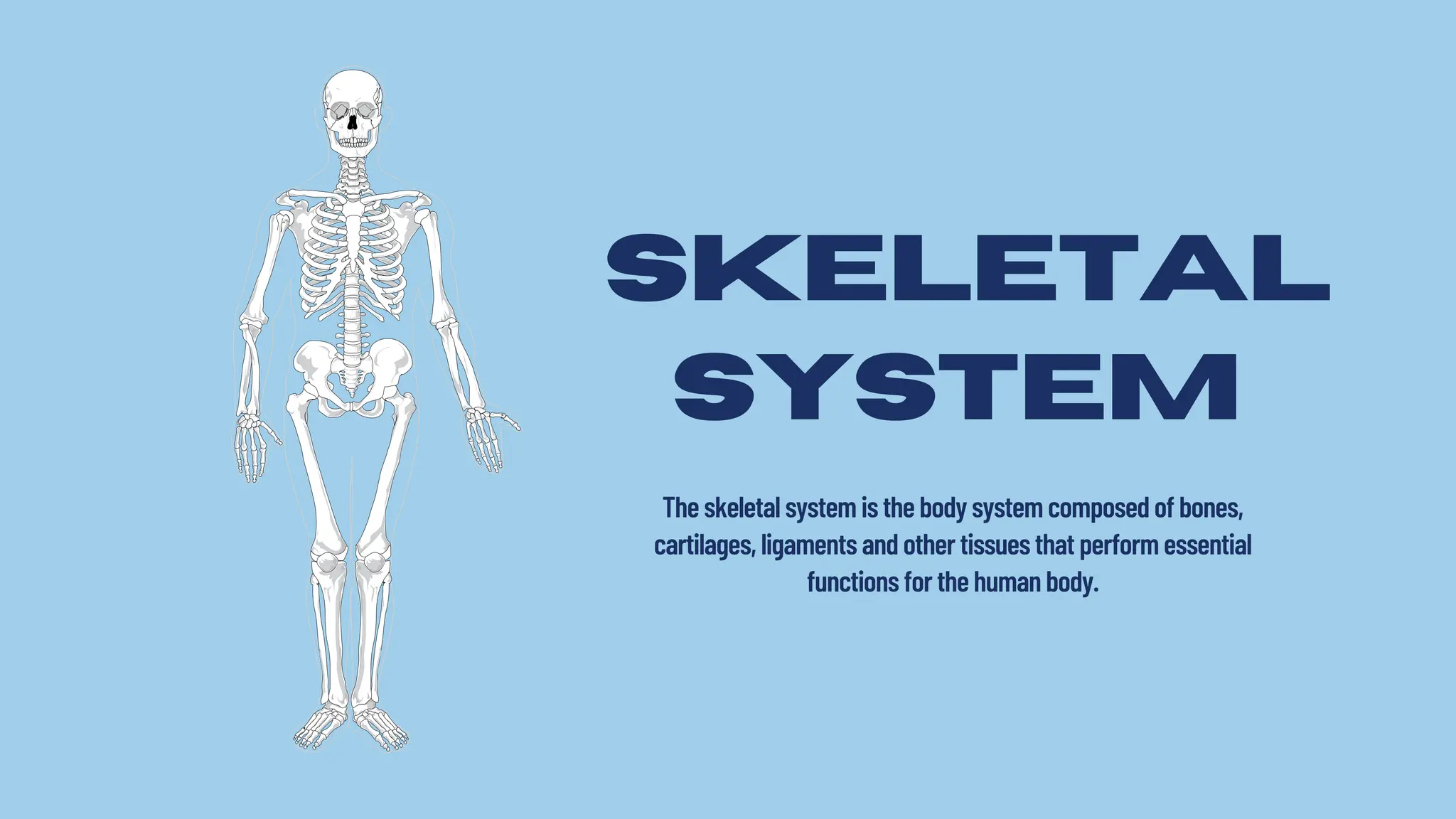 skeletal-system-20240215-061540-0000-pdf