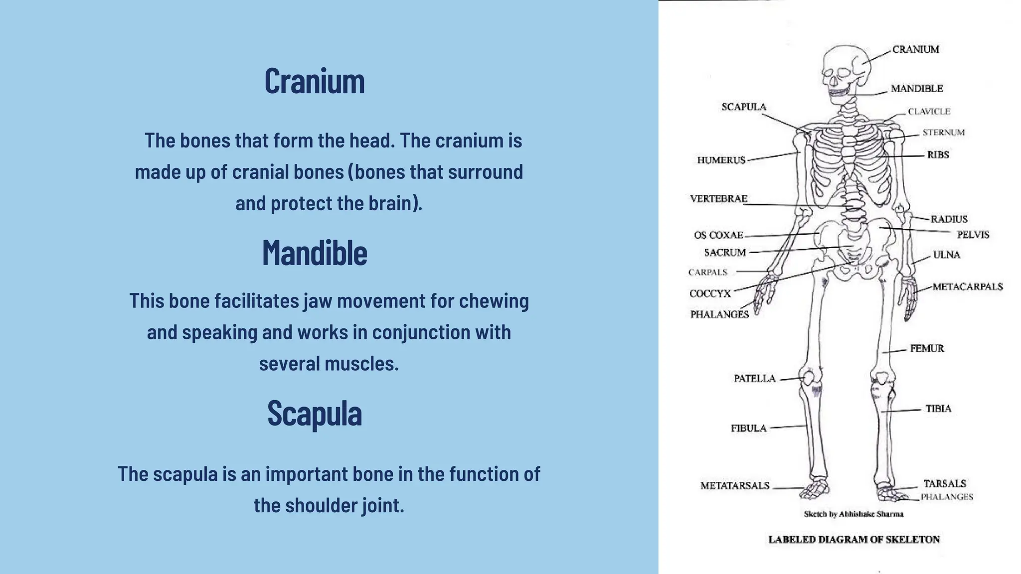 skeletal-system-20240215-061540-0000-pdf