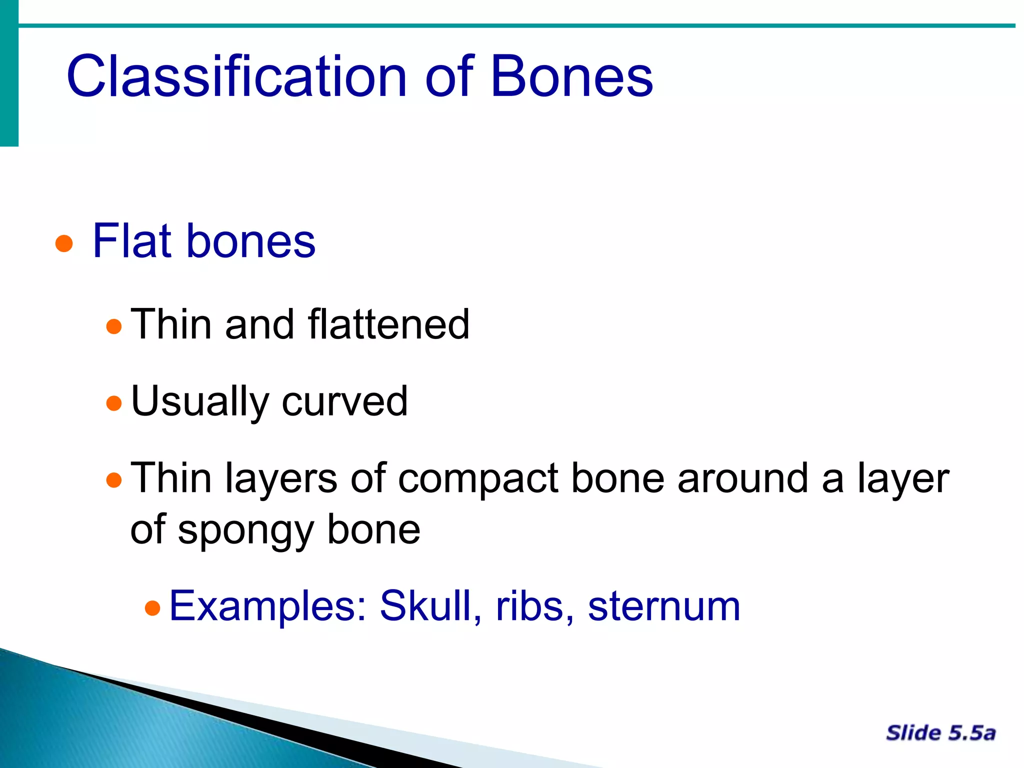 skeletal-system.ppt