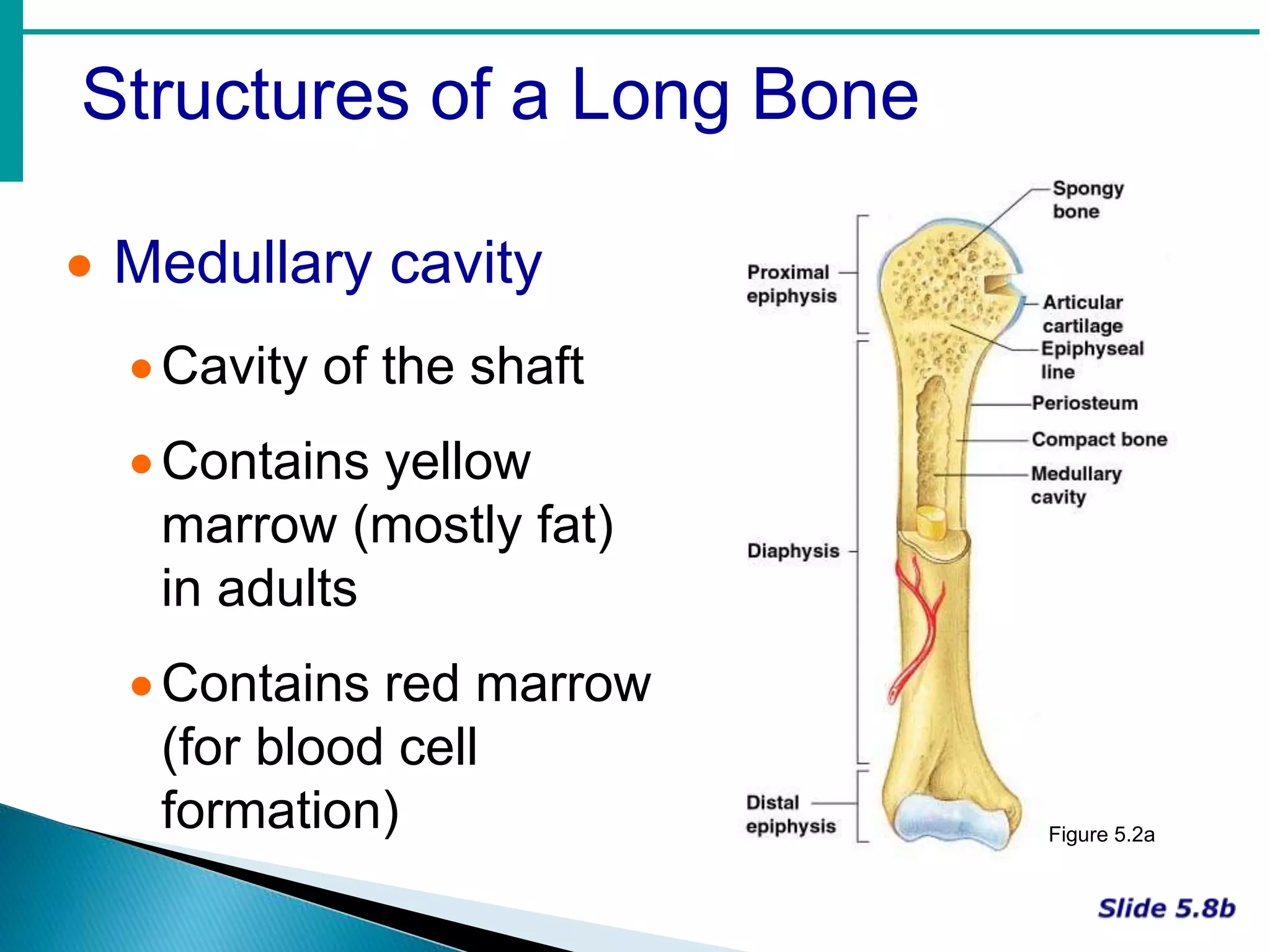 skeletal-system.ppt