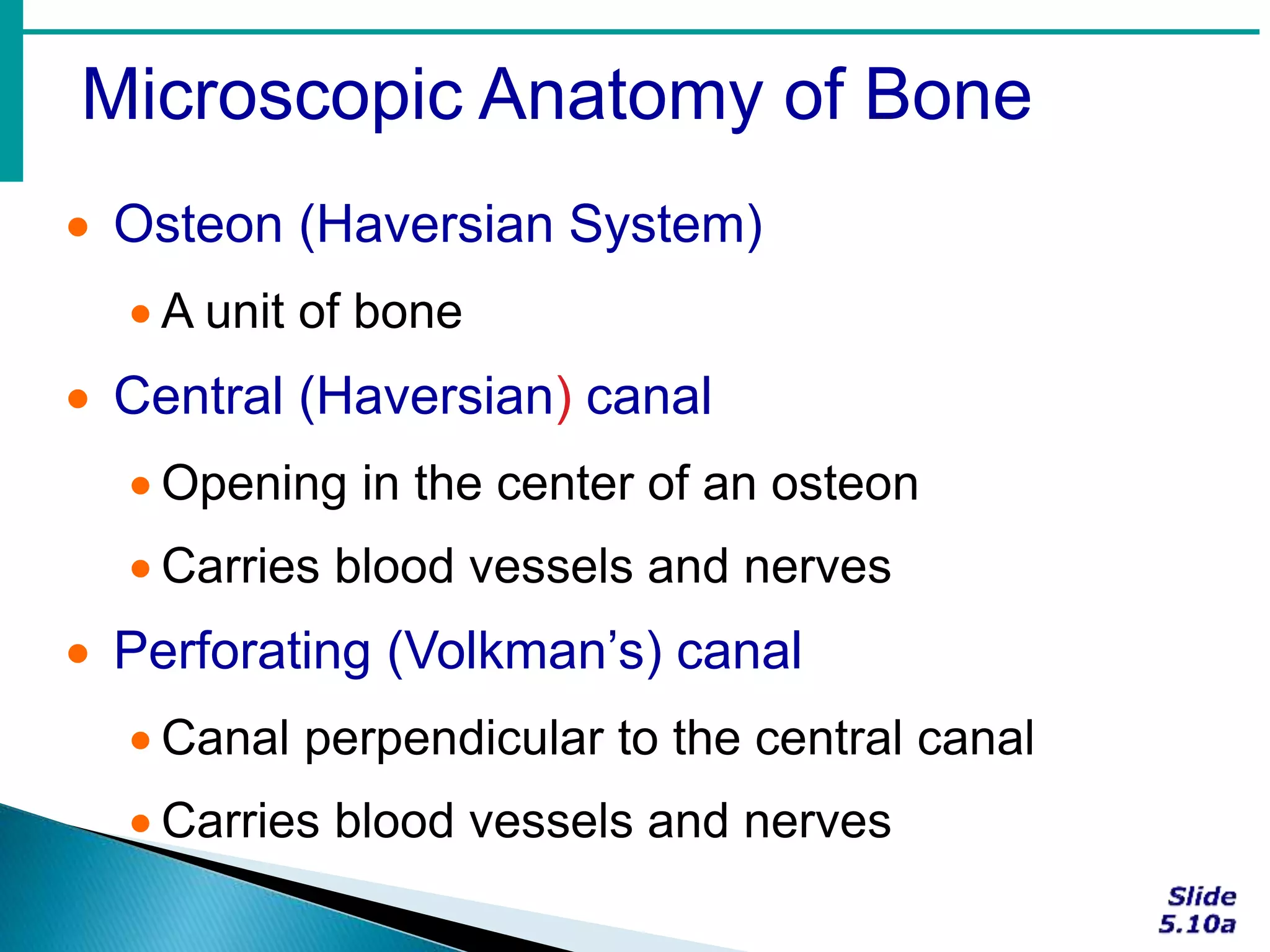skeletal-system.ppt