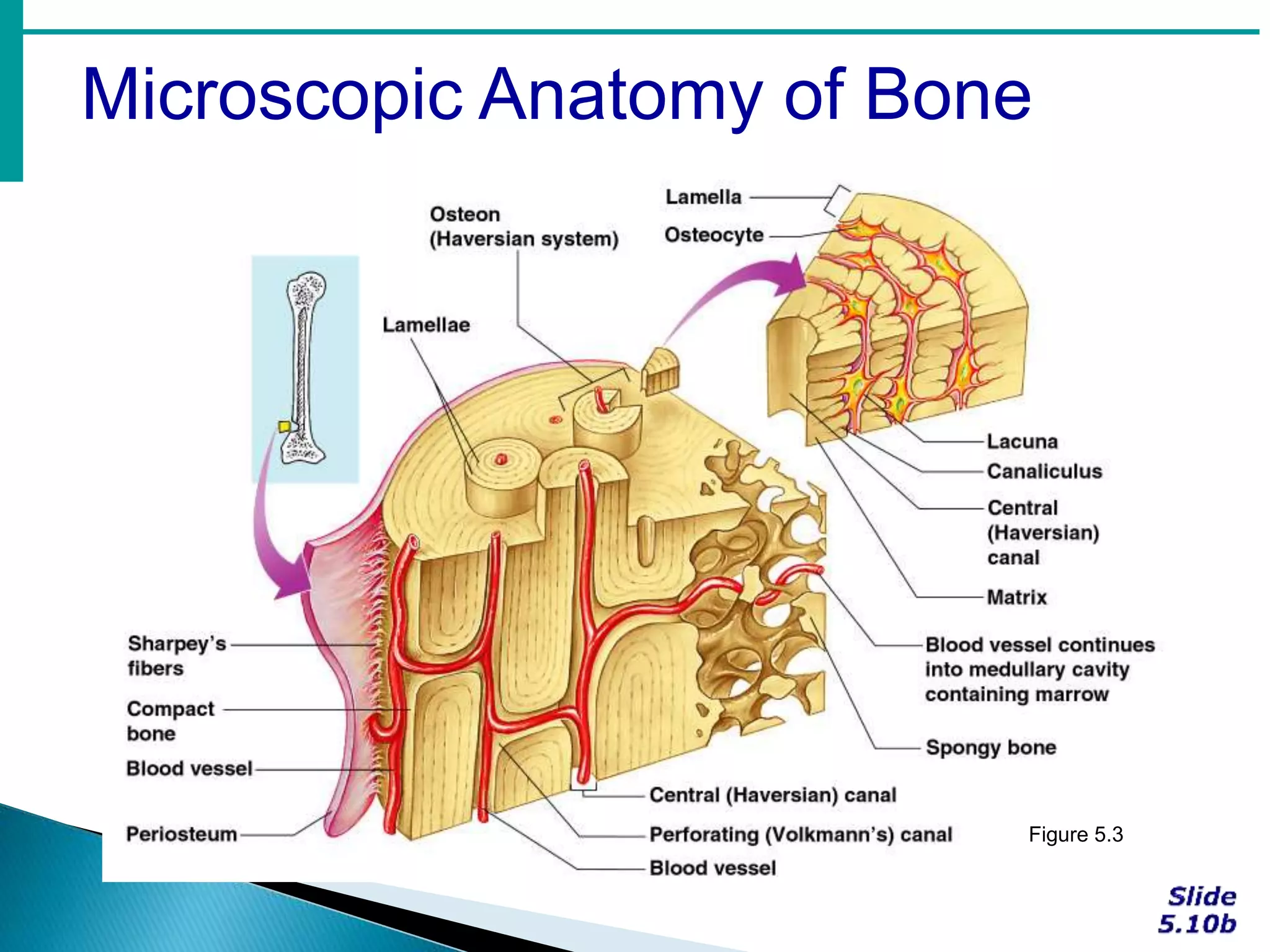 skeletal-system.ppt