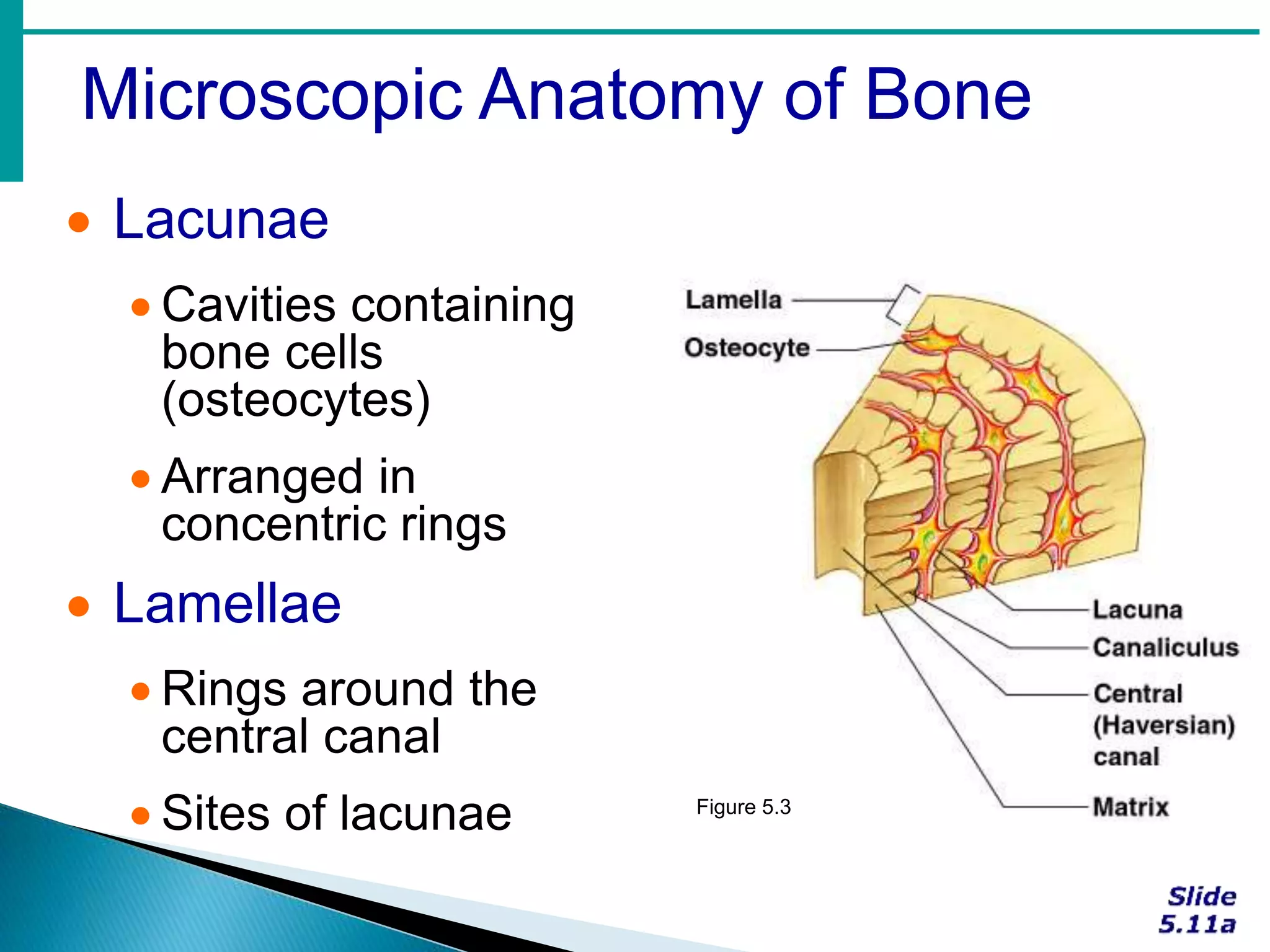 skeletal-system.ppt