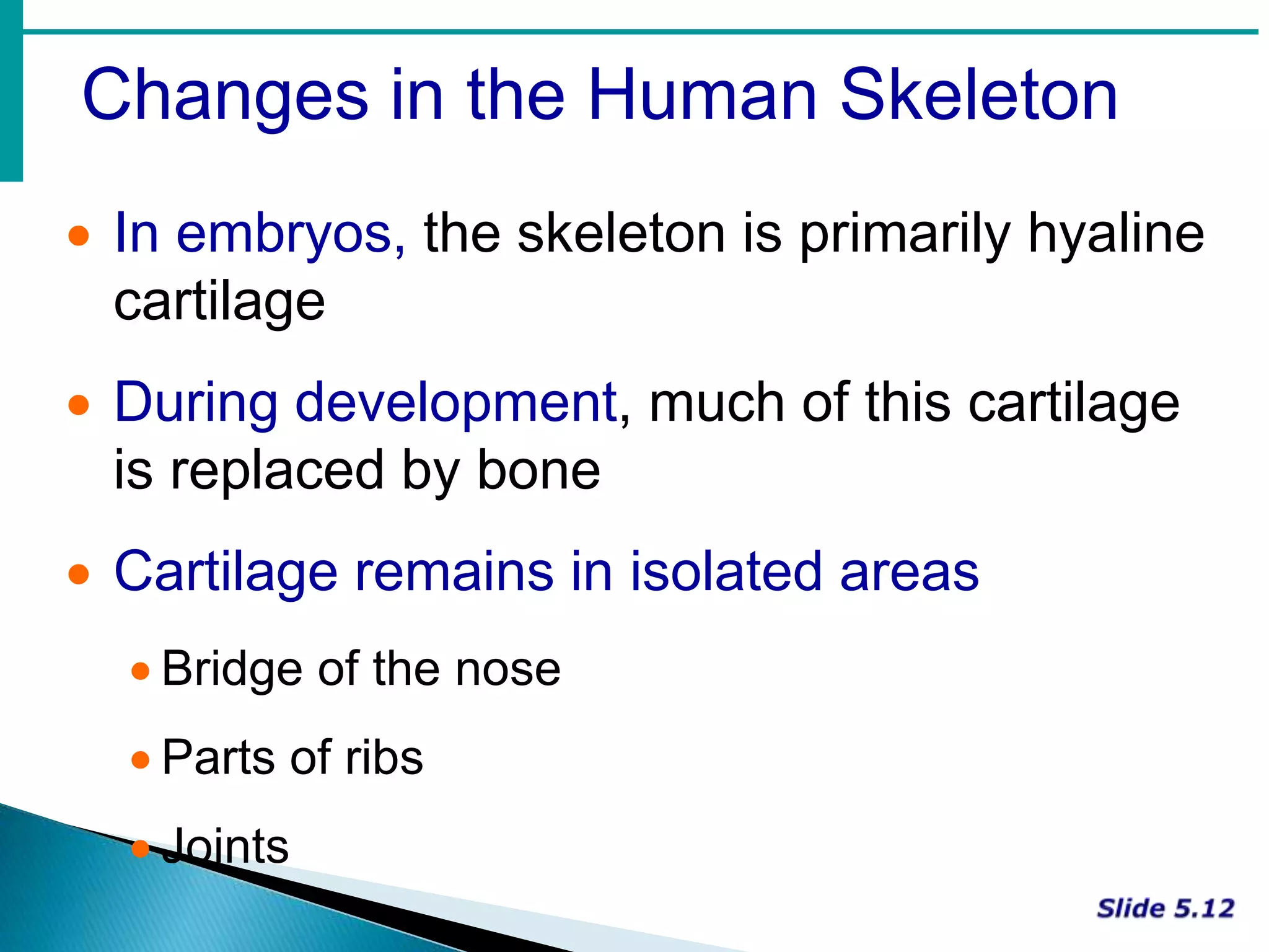 skeletal-system.ppt
