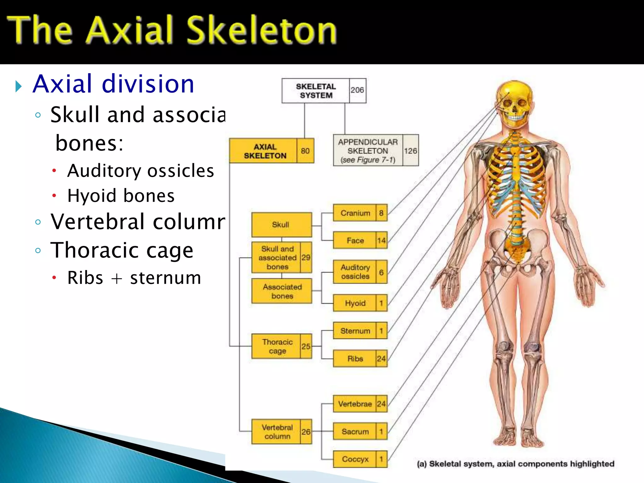skeletal-system.ppt