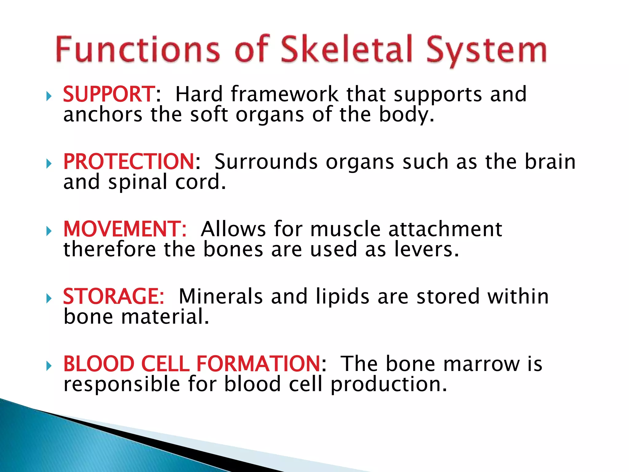 skeletal-system.ppt