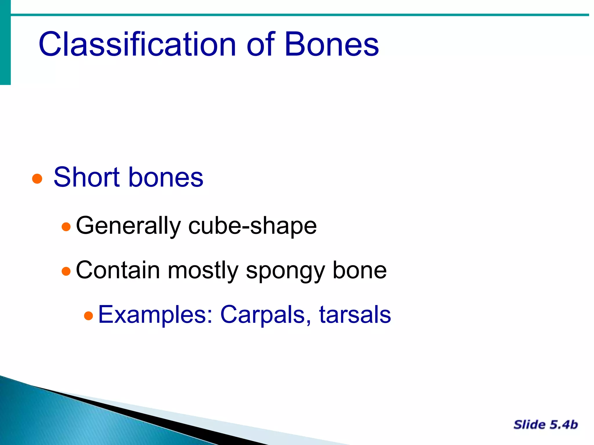skeletal-system.ppt