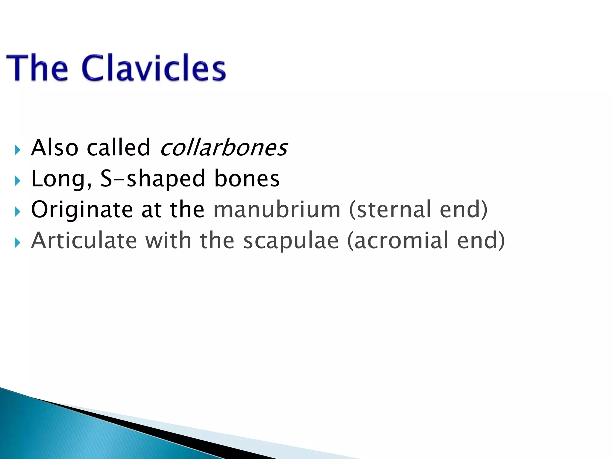 skeletal-system.ppt