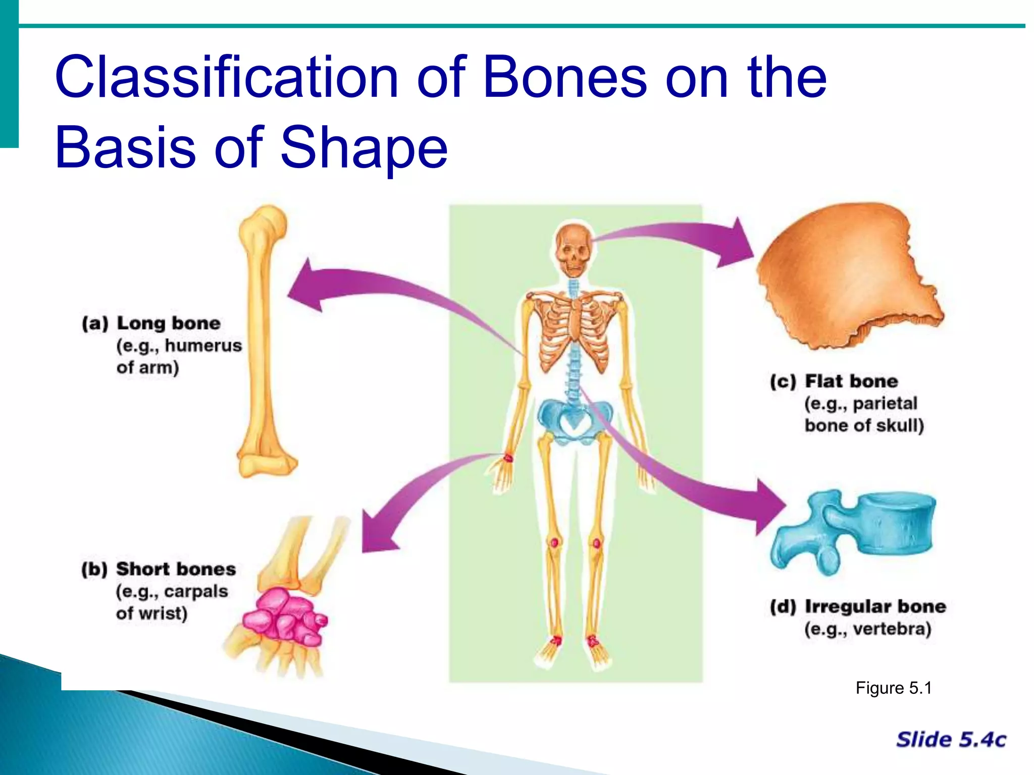 skeletal-system.ppt