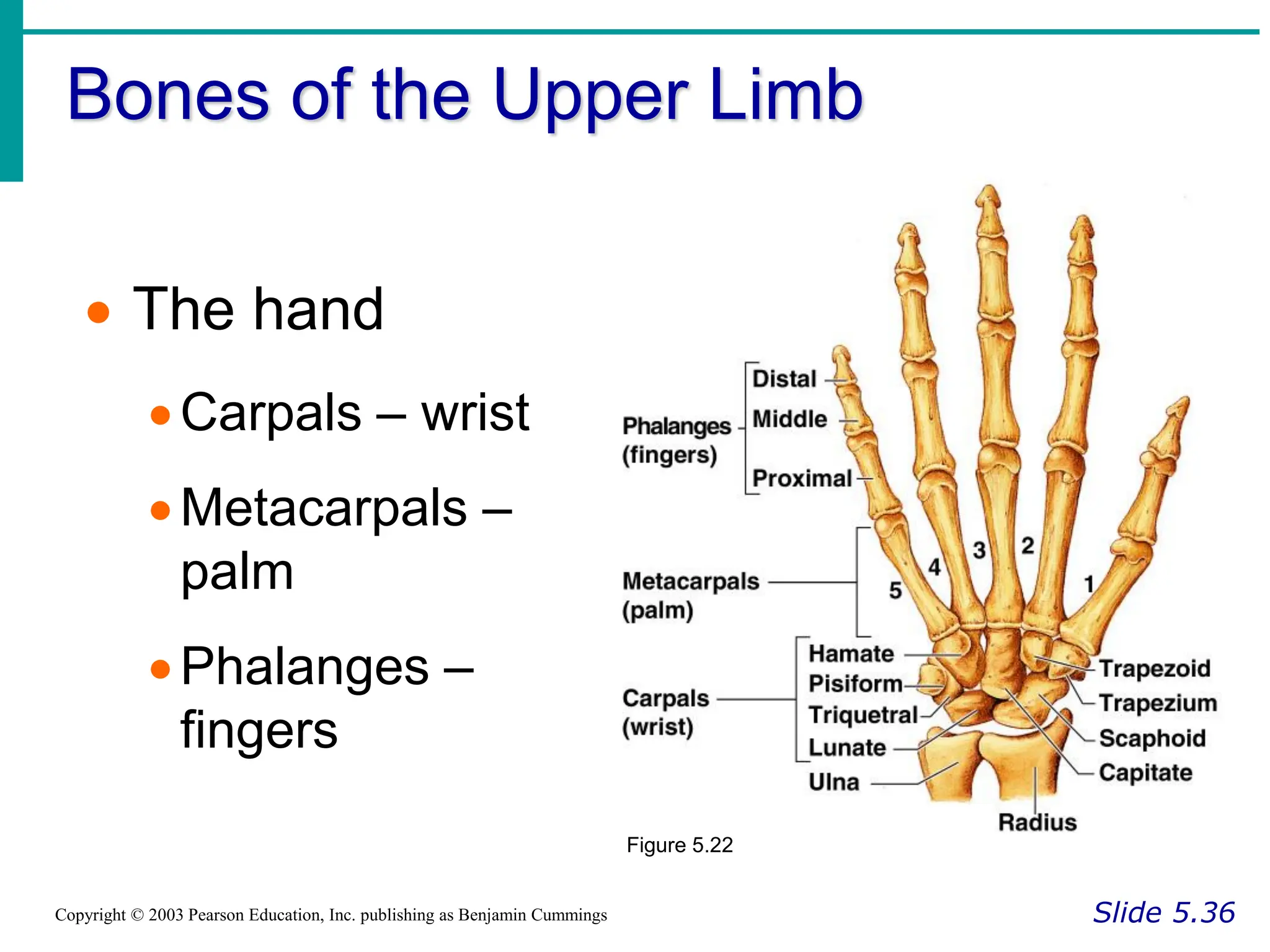 ANATOMY AND PHYSIOLOGY Skeletal-System.. | PDF