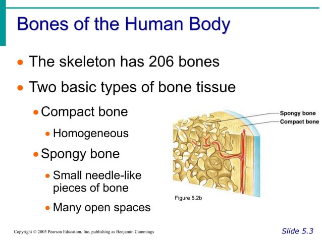ANATOMY AND PHYSIOLOGY Skeletal-System.. | PPT