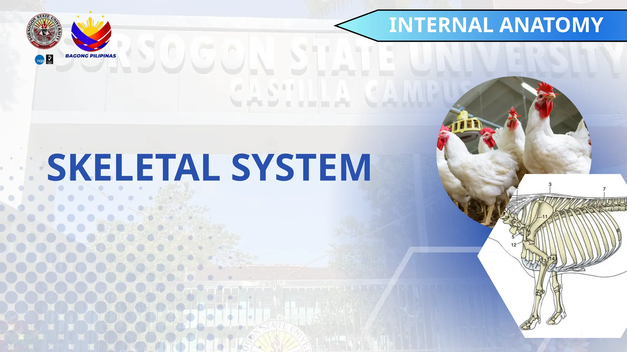 Skeletal-System.pptx animal/ crop science | PPTX
