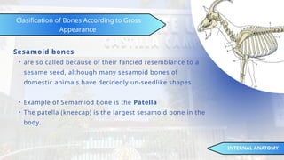 Skeletal-System.pptx animal/ crop science | PPTX