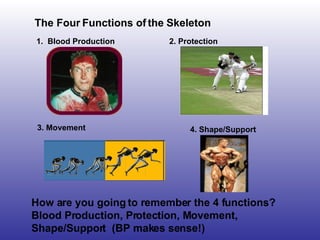 Skeletal System and Joints | PPT