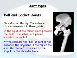 Skeletal System and Joints | PPT
