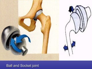 Skeletal System and Joints | PPT