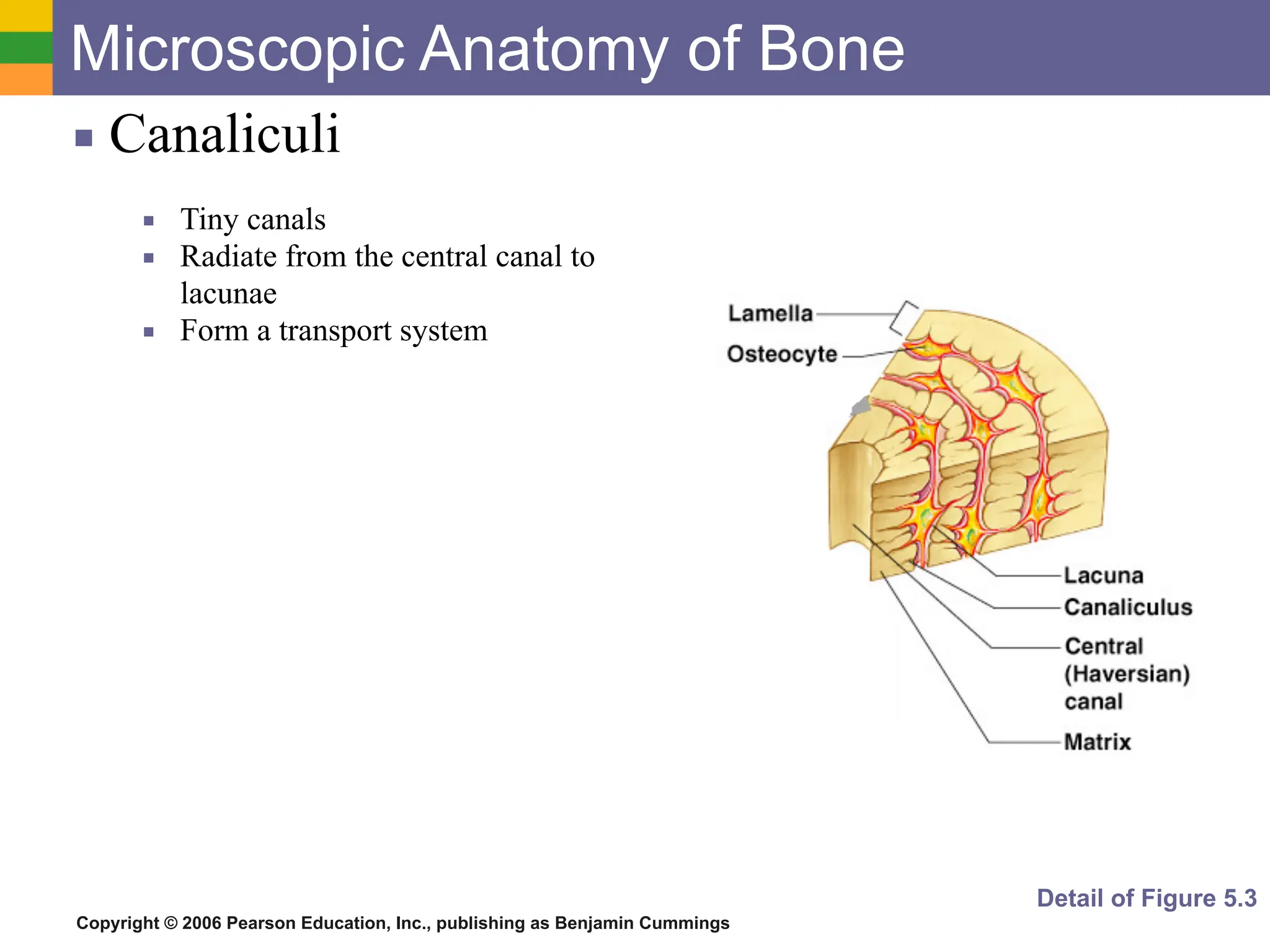 Skeletal-System-Part-A-Student-Version.pdf