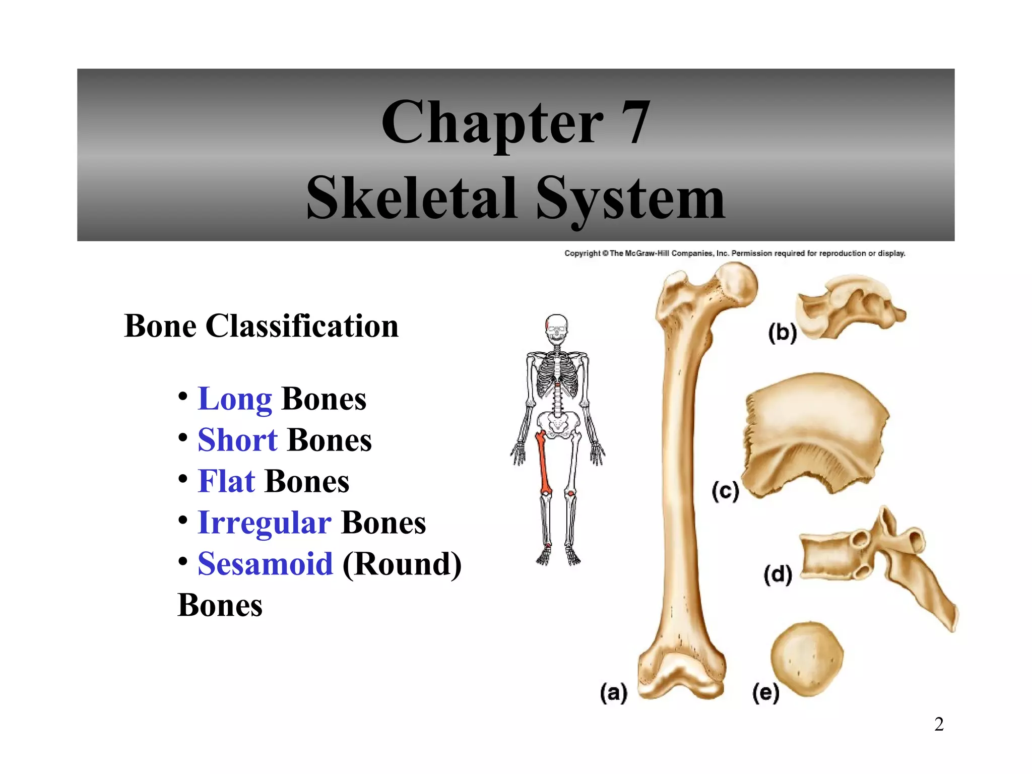 Skeletal System Pictures | PPT