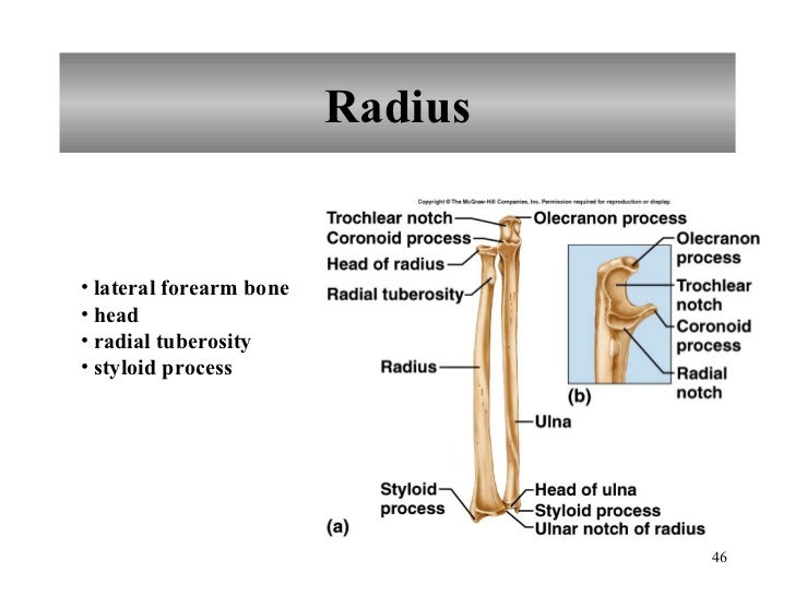 Skeletal System Pictures