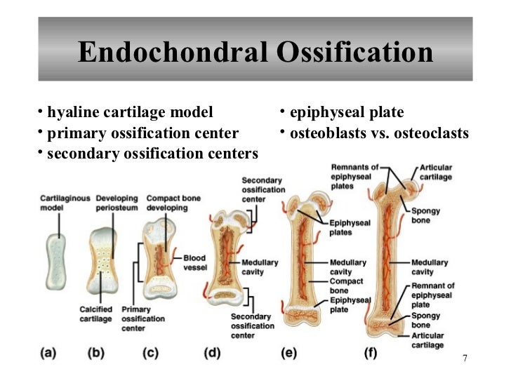 Endochondral Bone Ways of bone formation. (A) Ossification can occur ...