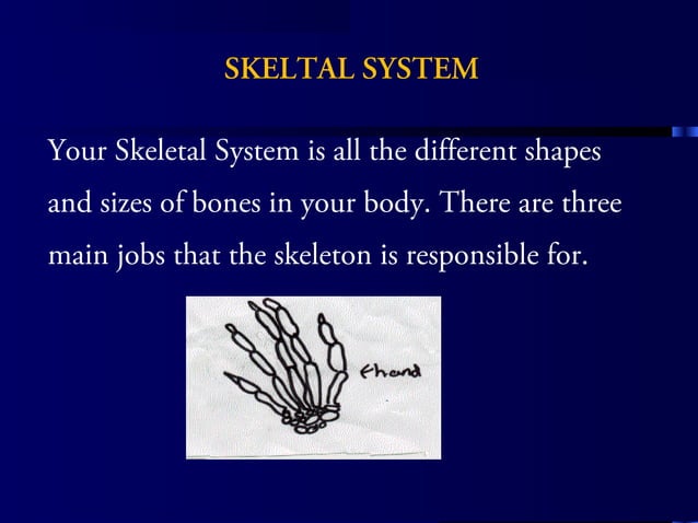 Skeletal1 | PPT