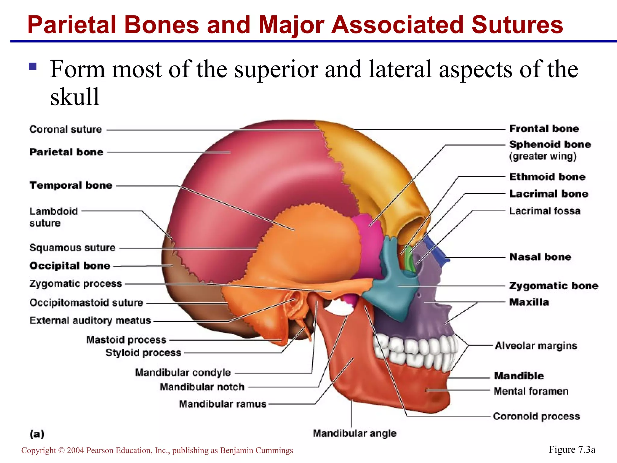 Skeletal anatomy part 1 | PPT