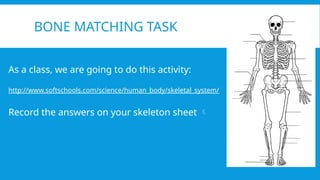 Skeletal and Muscular System in the human body.pptx