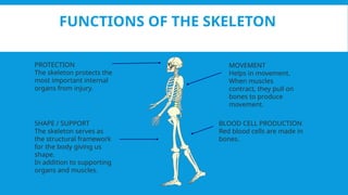 Skeletal and Muscular System in the human body.pptx