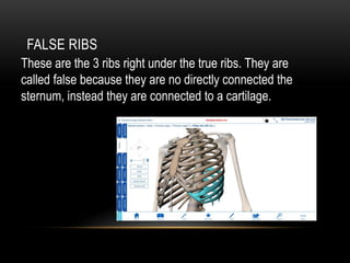 Skeletal disection ppt | PPT
